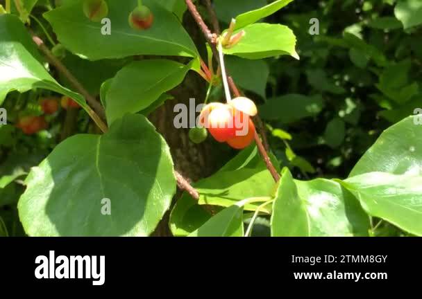Korean traditional herbal medicine Stock Videos & Footage - HD and 4K ...