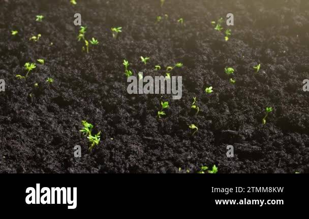 Agriculture. Growing plants in time lapse. Sprout germination at spring ...