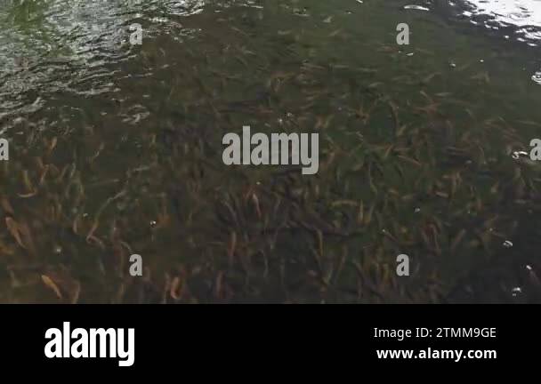 A flock of snakehead murrel fish swims in schools. snakehead murrel ...