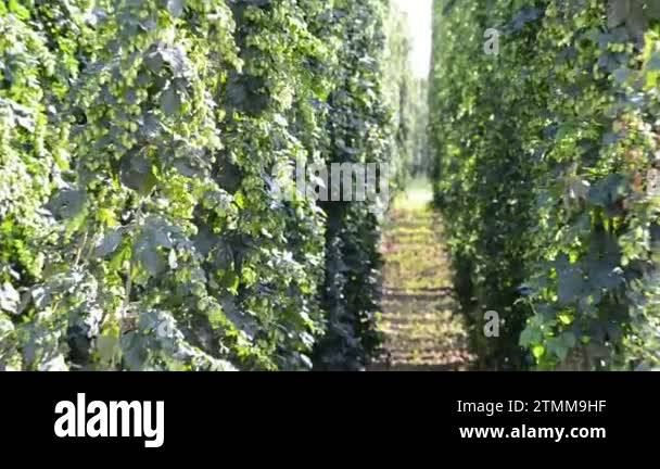 Harvest of hops Stock Videos & Footage - HD and 4K Video Clips - Alamy