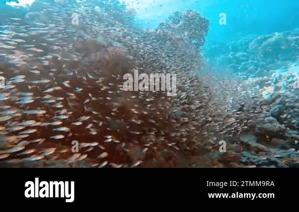 Red sea glassfish parapriacanthus Stock Videos & Footage - HD and 4K ...
