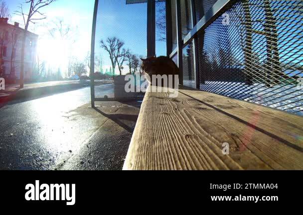 Cat bus stop Stock Videos & Footage - HD and 4K Video Clips - Alamy