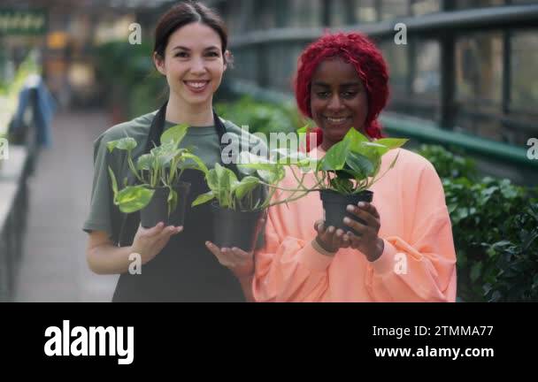 Consumer flowers Stock Videos & Footage - HD and 4K Video Clips - Alamy