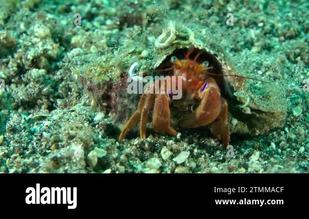 Hermit crab pagurus anachoretus Stock Videos & Footage - HD and 4K ...