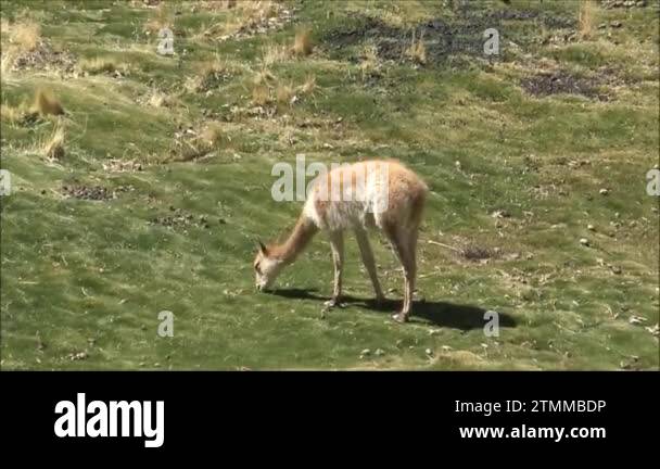Atacama desert chile llama Stock Videos & Footage - HD and 4K Video ...