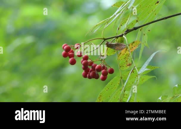 Sorbus commixta, Japanese rowan, is species of flowering plant in ...