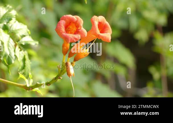 Campsis radicans (trumpet vine or trumpet creeper, also known in North ...