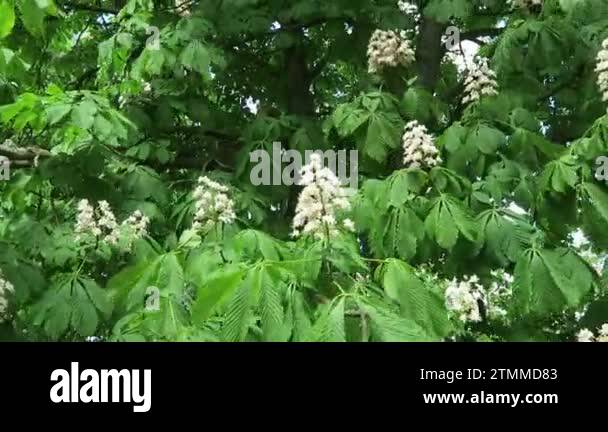 Chestnut in blossom Stock Videos & Footage - HD and 4K Video Clips - Alamy