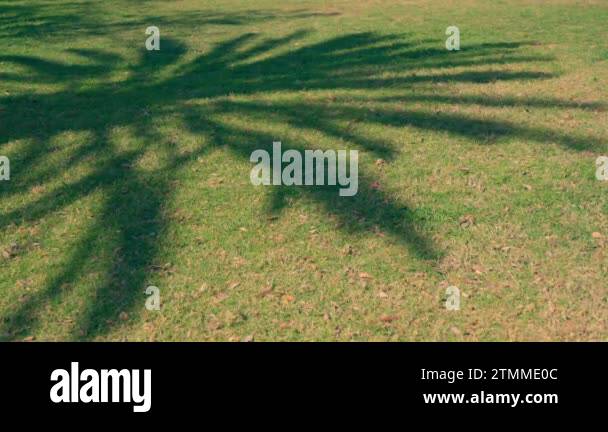 Shade giving tree Stock Videos & Footage - HD and 4K Video Clips - Alamy