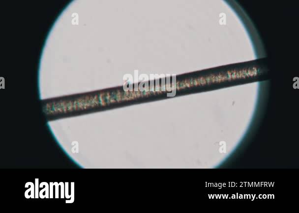 Human hair under a microscope. Microscopy of a single human hair from ...