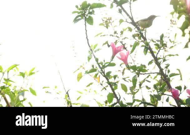 Carpel Stock Videos & Footage - HD and 4K Video Clips - Alamy