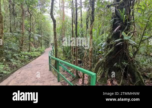 Greenery rich path Stock Videos & Footage - HD and 4K Video Clips - Alamy
