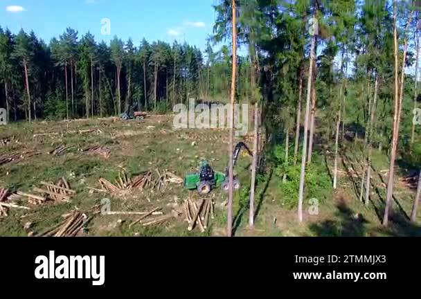 Forest cutting. Shooting with the drone. Timber harvester. Forest ...