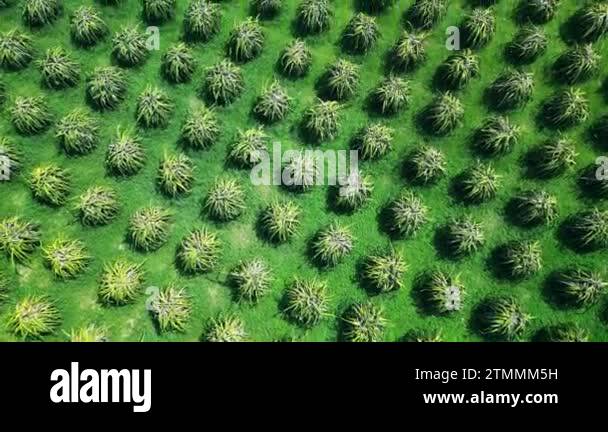 Top view dragon fruit trees growing in rows In pitaya farm In Vietnam ...