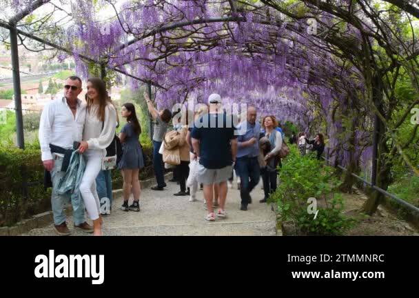 Florence, 23 April 2023: Tourists under the famous wisteria tunnel at ...