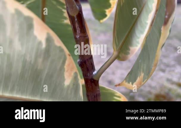Disease scale Stock Videos & Footage - HD and 4K Video Clips - Alamy