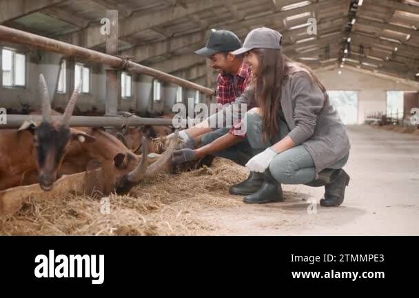 Beautiful mixed-raced people caring about goats in barn. Adorable ...
