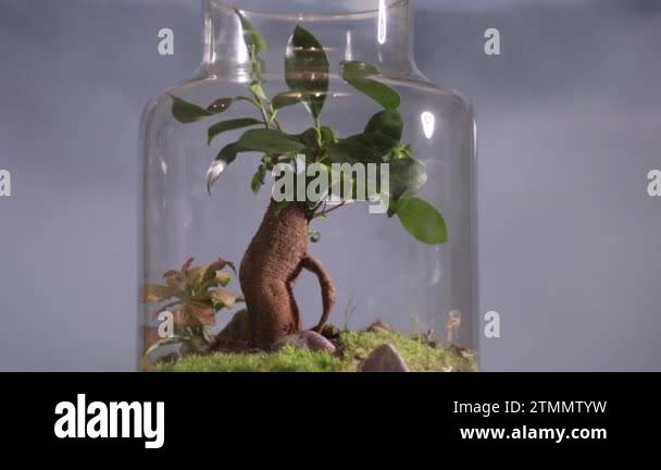 magic of nature with this captivating video of an ecosystem in a jar ...