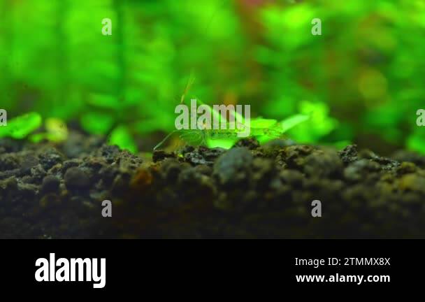 Transparent glass ghost shrimp in the hobby fish tank. Cleaner shrimp ...