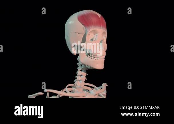 This 3d Animation Shows The Frontalis Muscles In Full Rotation Loop On