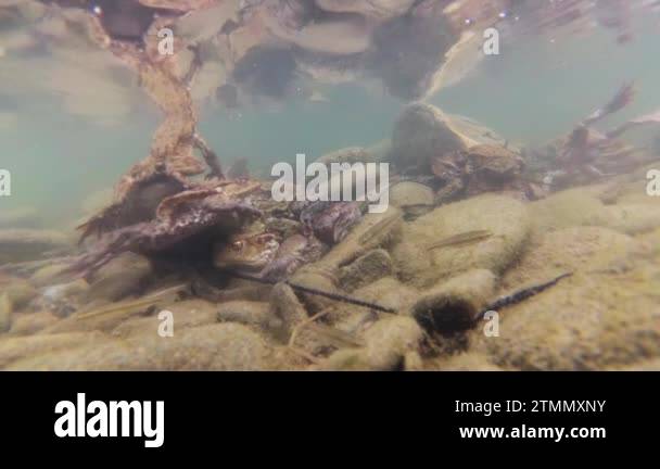 Underwater shooting of frog breeding in a mountain river Stock Video ...