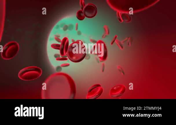 Red blood cells floating through blood and circulating in the vessels ...
