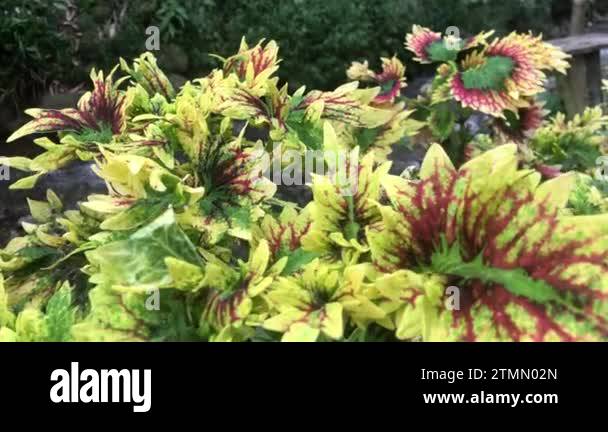 Miana plants on the banks of the river. Miana plant (Coleus ...