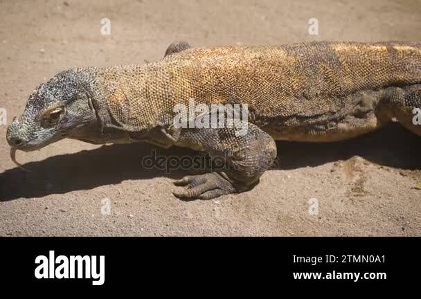 Long scaly tail Stock Videos & Footage - HD and 4K Video Clips - Alamy