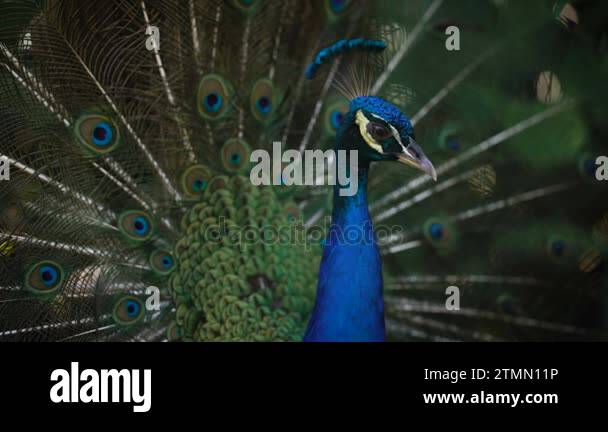 Peacock feather train Stock Videos & Footage - HD and 4K Video Clips ...