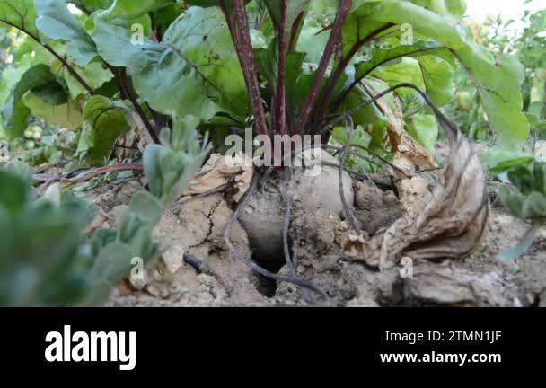 Beetroot head Stock Videos & Footage - HD and 4K Video Clips - Alamy