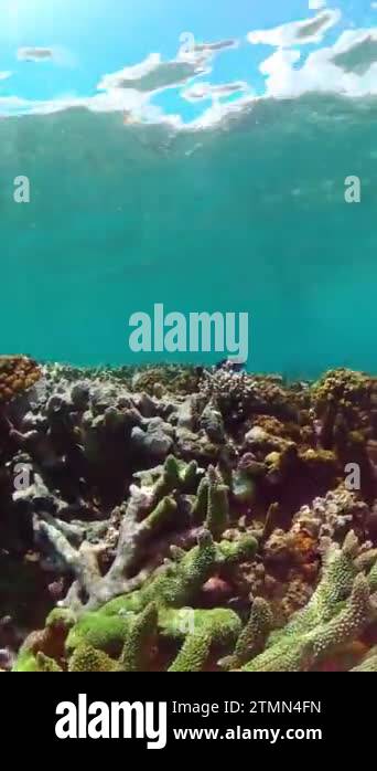 Fish fishes reef vertical Stock Videos & Footage - HD and 4K Video ...