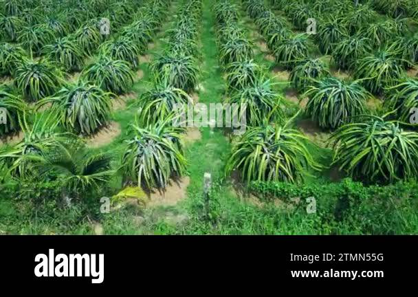 Top view dragon fruit trees growing in rows In pitaya farm In Vietnam ...