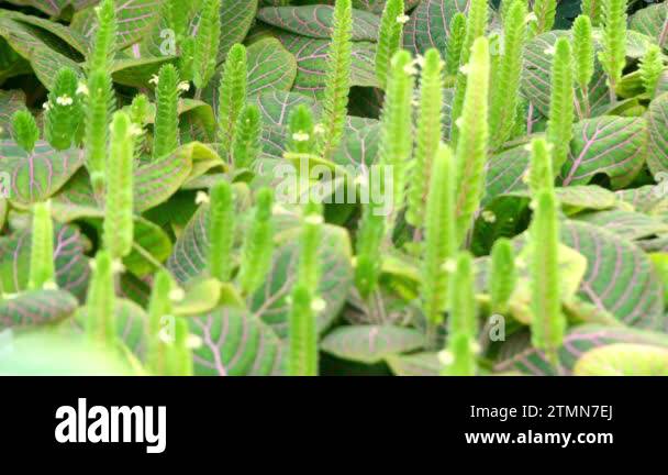 Colombia perú Stock Videos & Footage - HD and 4K Video Clips - Alamy