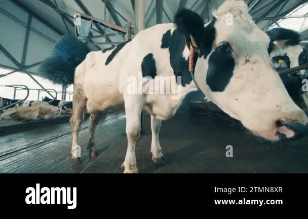 Automated mechanism is brushing a cow in the cattle farm. 4K Stock ...