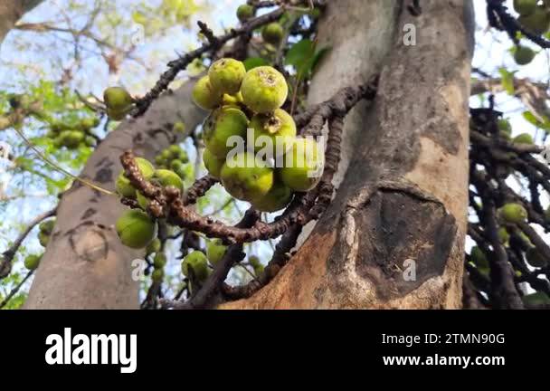 Native plant of australia Stock Videos & Footage - HD and 4K Video ...