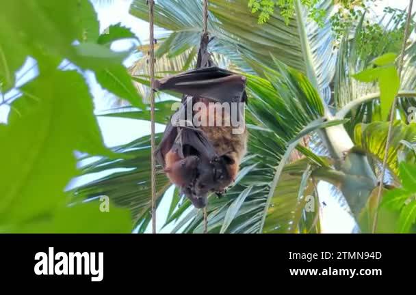 Great flying fox Stock Videos & Footage - HD and 4K Video Clips - Alamy