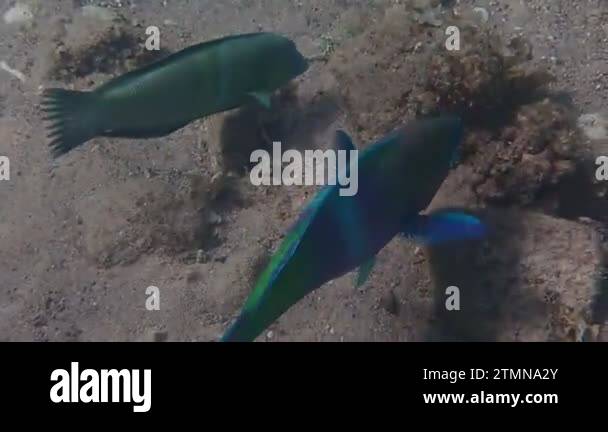 Steep-headed parrot-fish, scientific name is Chlorurus gibbus, it ...