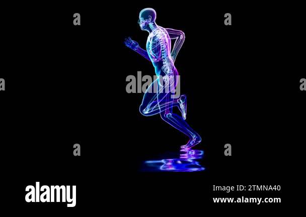skeleton system of running man, bone Anatomy while run, human physical ...