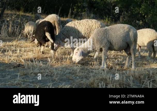 flock of sheep and ram eating from the ground, woolly lambs roam ...