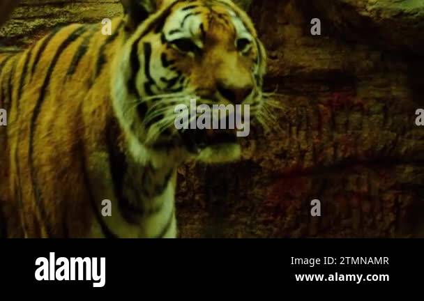 White tiger jumping in white Stock Videos & Footage - HD and 4K Video ...