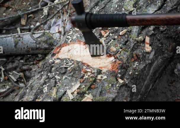 Log stumps Stock Videos & Footage - HD and 4K Video Clips - Alamy