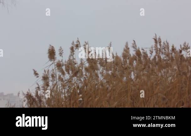 Dry reeds sway in wind. Brown pampas grass covered with a snow on a ...