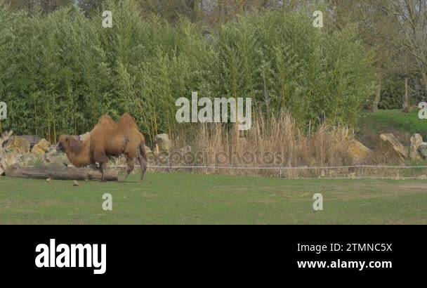 Ungulate habitat Stock Videos & Footage - HD and 4K Video Clips - Alamy