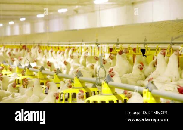Free range broiler house Stock Videos & Footage - HD and 4K Video Clips ...