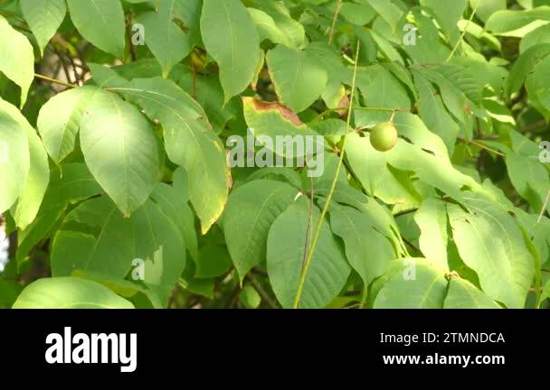 Aesculus parviflora (bottlebrush buckeye) is species of buckeye. It is ...