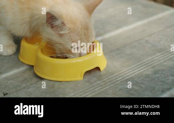 Connection animals Stock Videos & Footage - HD and 4K Video Clips - Alamy