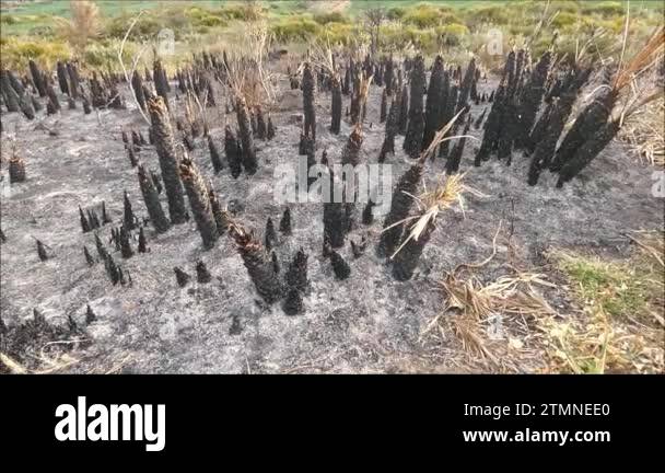 Out stumps Stock Videos & Footage - HD and 4K Video Clips - Alamy