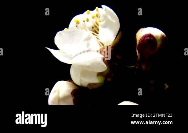 Spring season black and white Stock Videos & Footage - HD and 4K Video ...