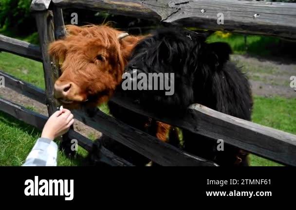 Farm hand feeding cows Stock Videos & Footage - HD and 4K Video Clips ...