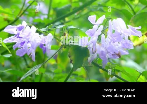 Sage family Stock Videos & Footage - HD and 4K Video Clips - Alamy